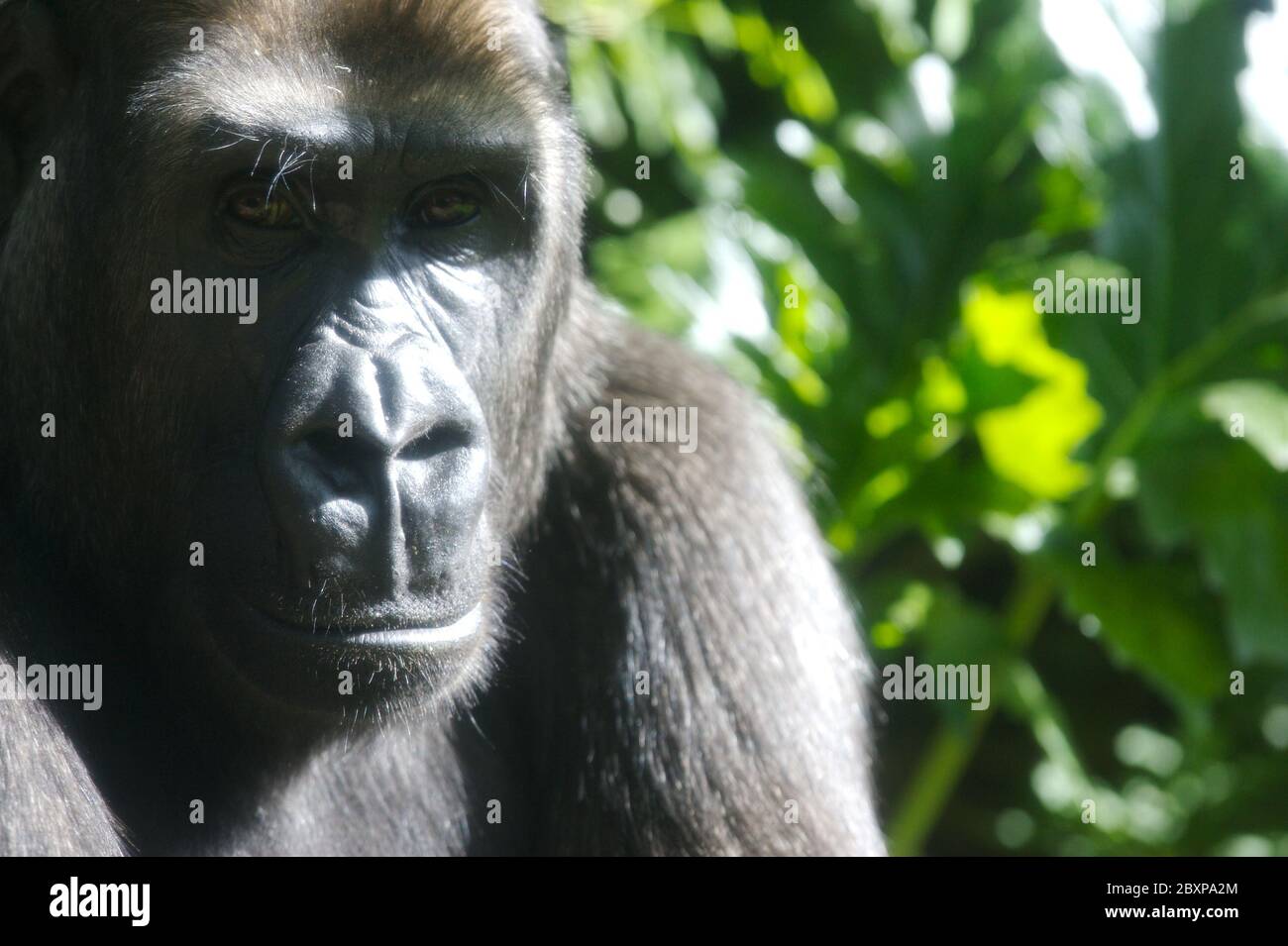 Western Lowland Gorillas in the wild Stock Photo - Alamy