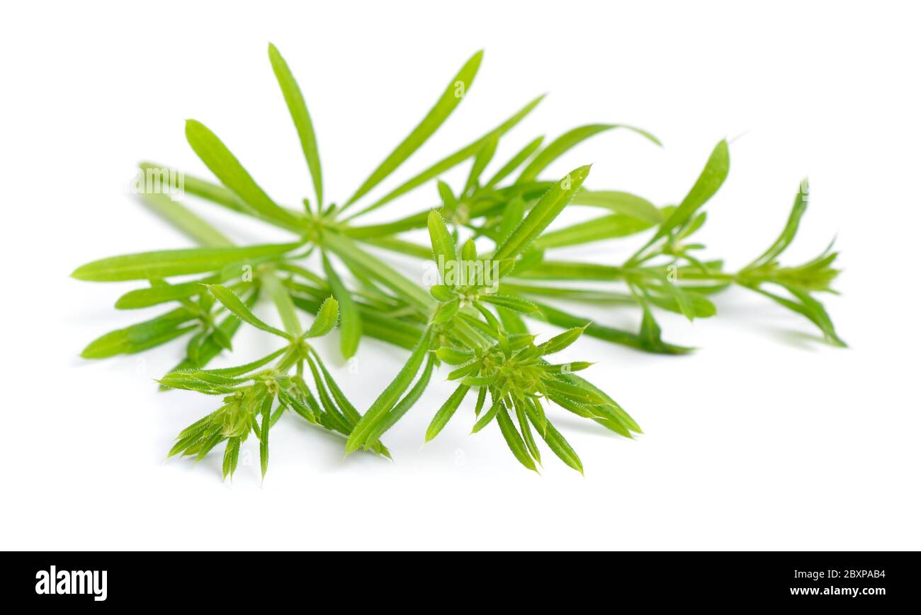 Sticky weed hi-res stock photography and images - Alamy