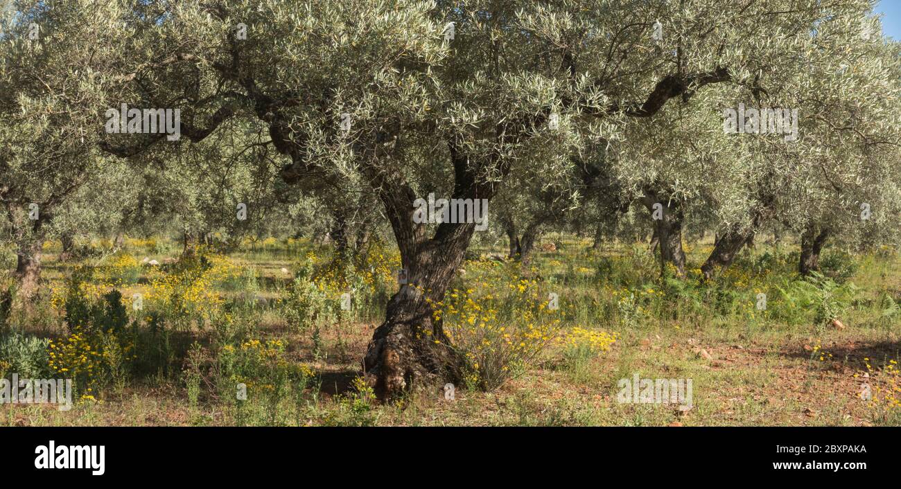 Olive tree, orchard, mediterranean, Andalusia, Spain Stock Photo - Alamy