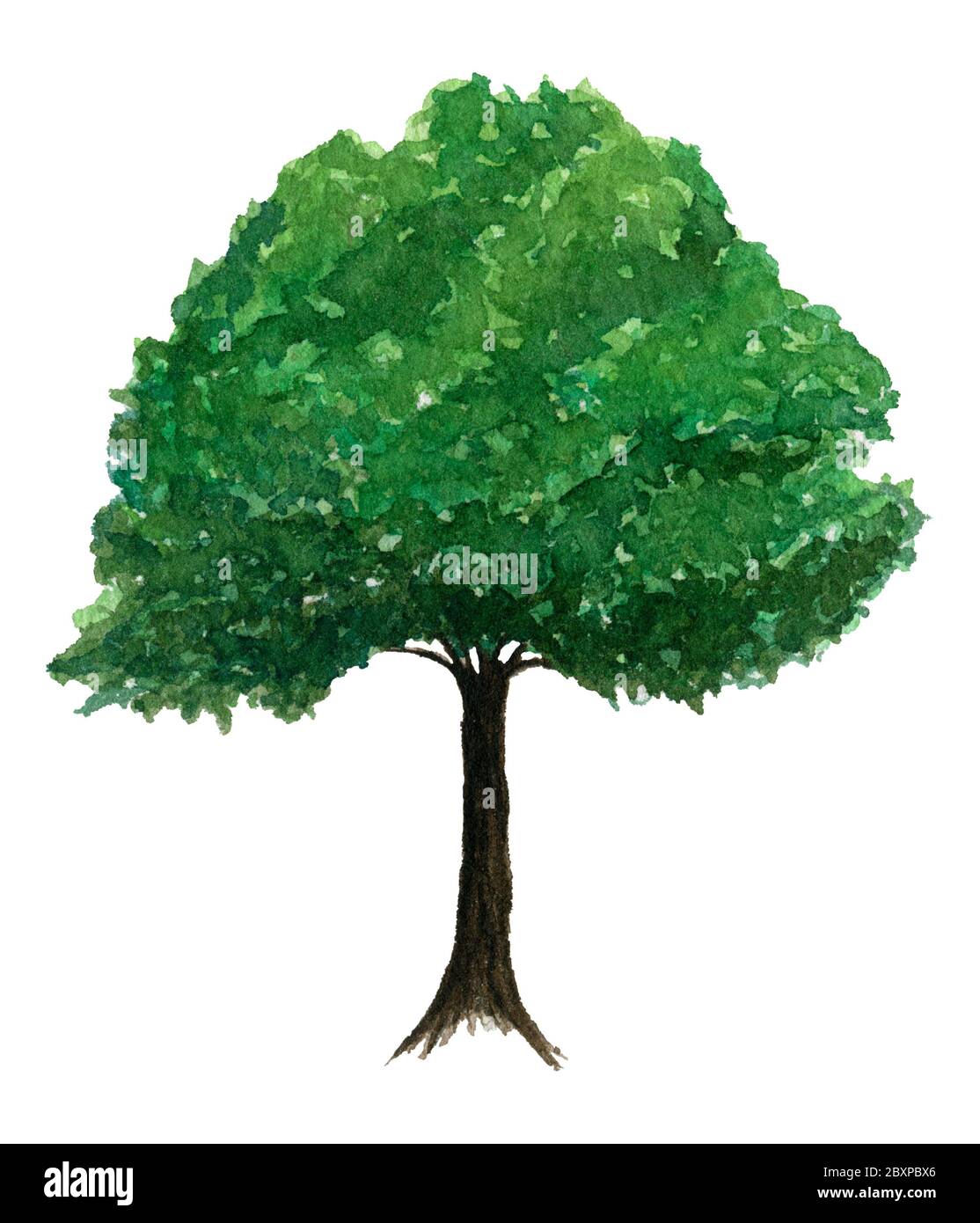 watercolor green tree isolated on white, botanic watercolor ...