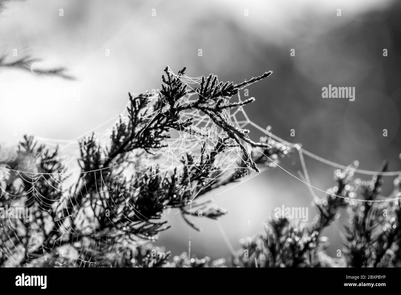 Spider webs drape Juniper branches in early morning black and white ...