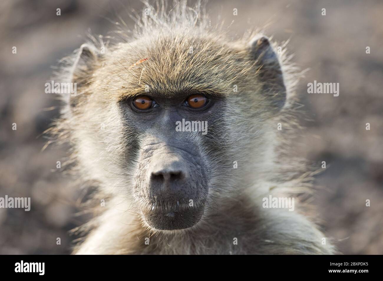 Yellow baboon face hi-res stock photography and images - Alamy