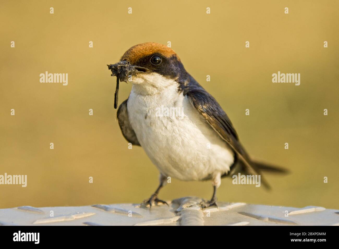 White-throated swallow, South Africa Stock Photo - Alamy