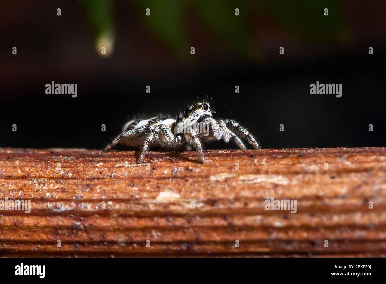 Big jumping spider on hi-res stock photography and images - Alamy