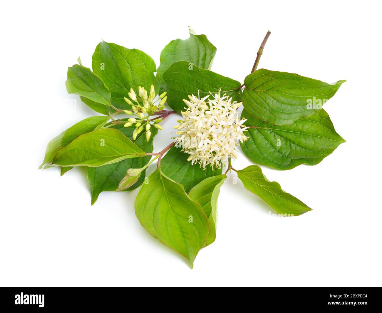 Cornus sanguinea common dogwood hi-res stock photography and images - Alamy