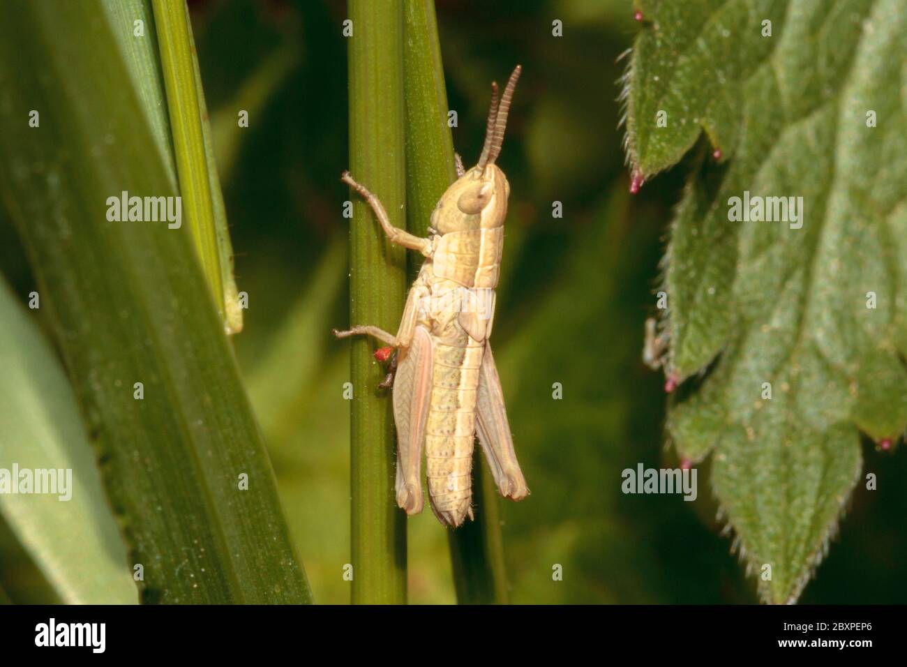 Meadow Grasshopper nymph (Chorthippus parallelus Stock Photo - Alamy