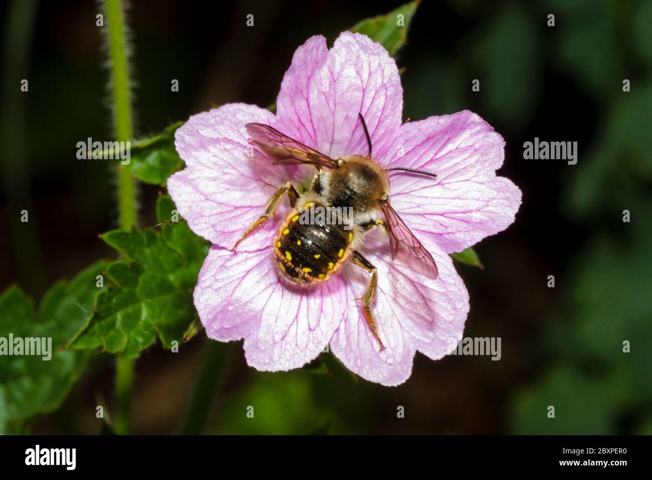 Wool carder bee hi-res stock photography and images - Alamy