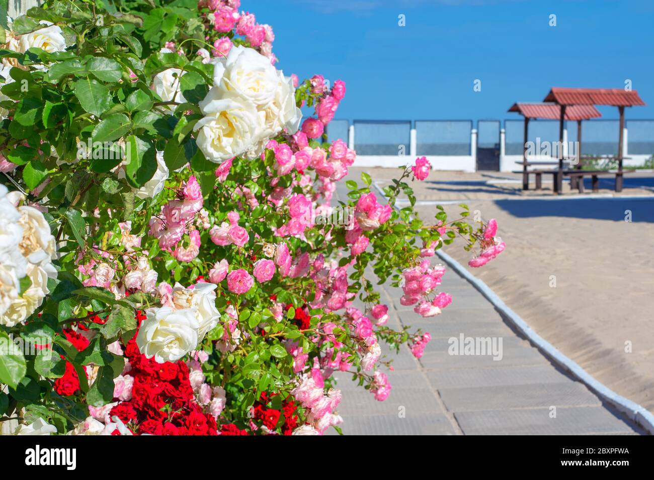 alley with roses , garden with roses at the seaside , walking path to ...