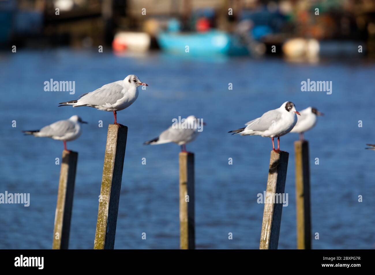 Suffolk birds hi-res stock photography and images - Alamy
