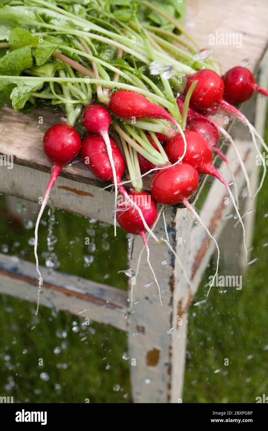 Fresh radishes on old wooden chair with water drops on green background ...