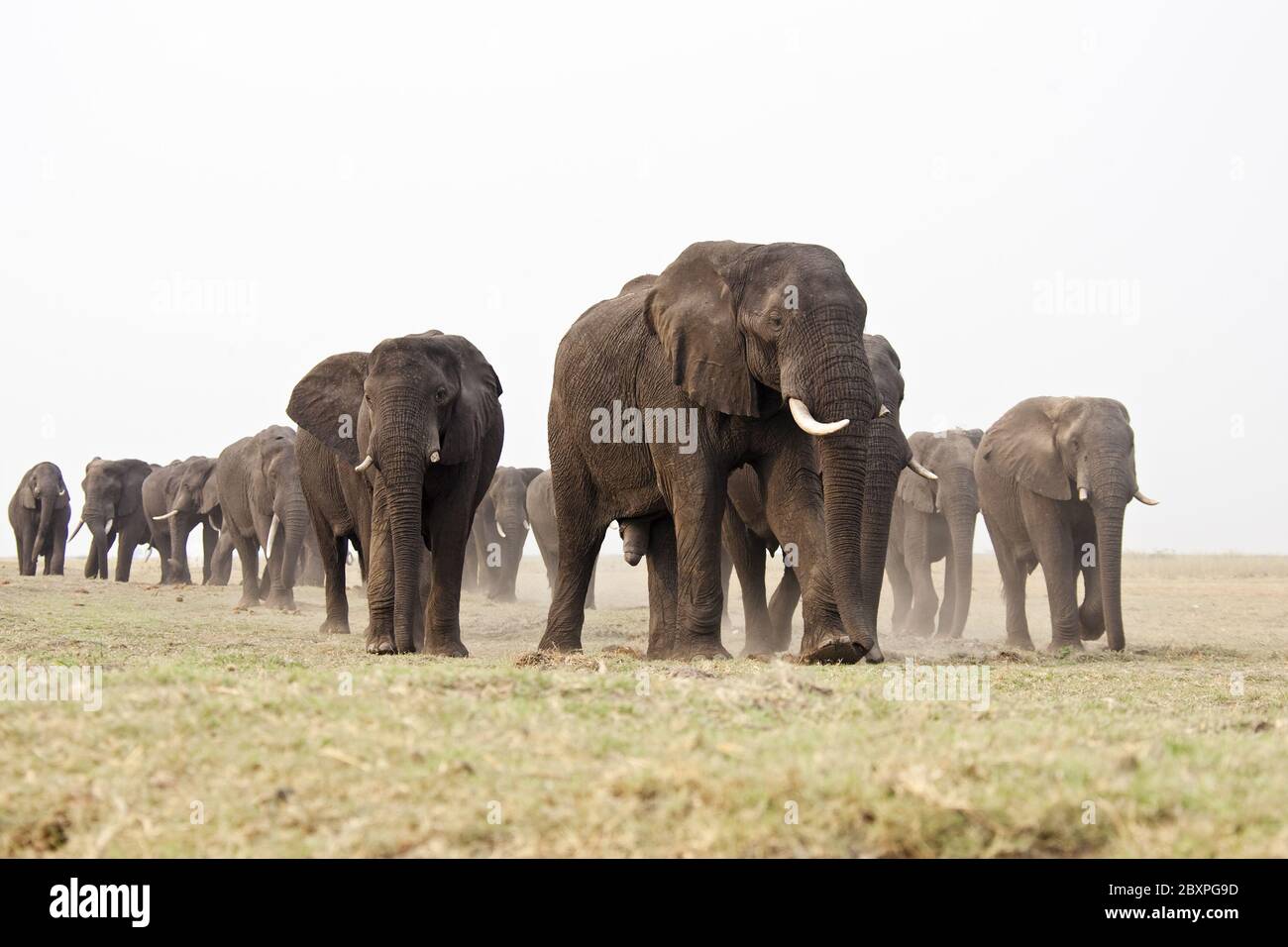 African Elephants, Chobe River, Chobe National Park, Botswana, Africa ...