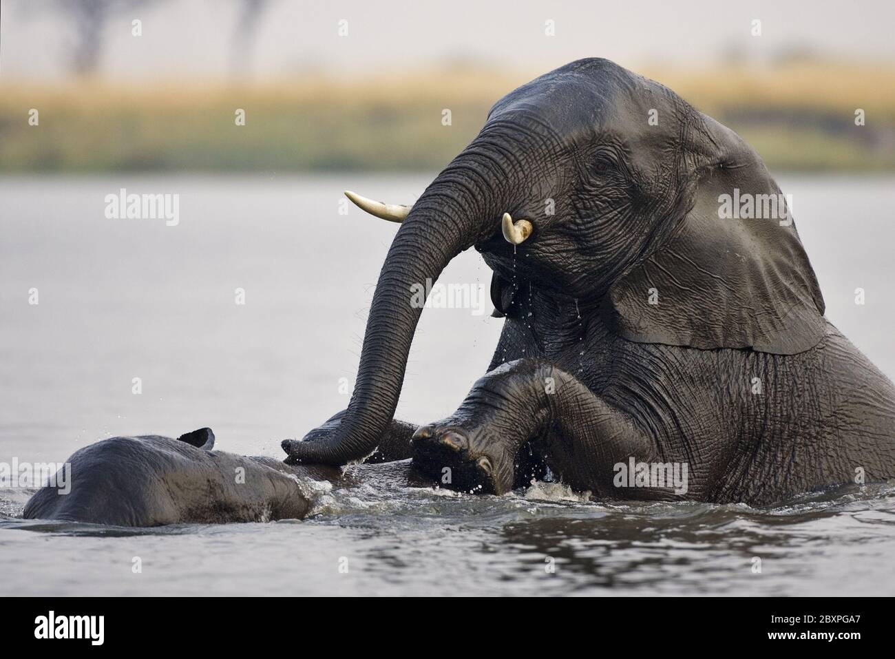 African Elephants, Chobe River, Chobe National Park, Botswana, Africa ...