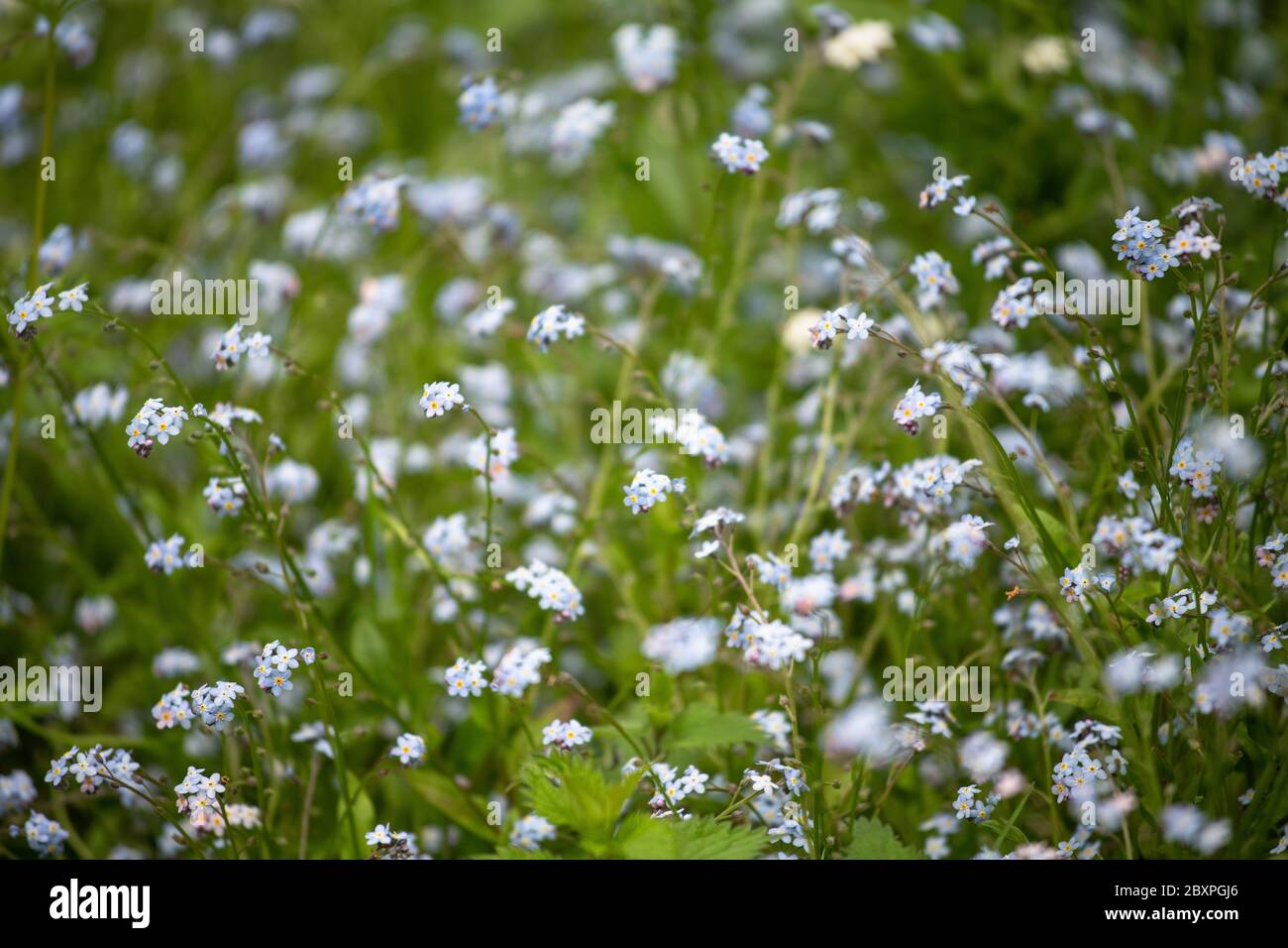 Forget me not photographed with depth of field hi-res stock photography ...
