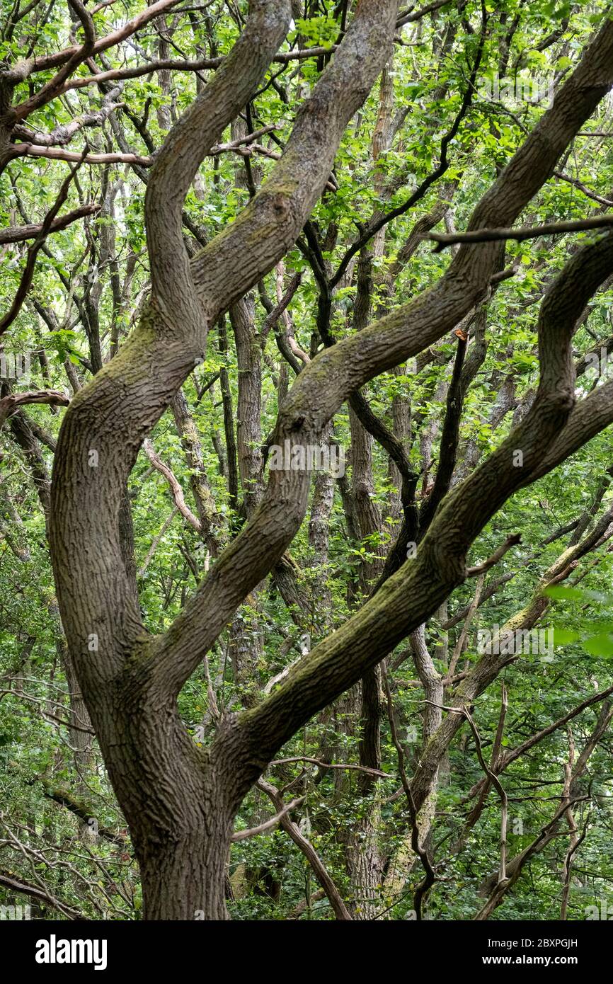 Ancient twisted trees in a Warwickshire forest, Studley, UK Stock Photo ...