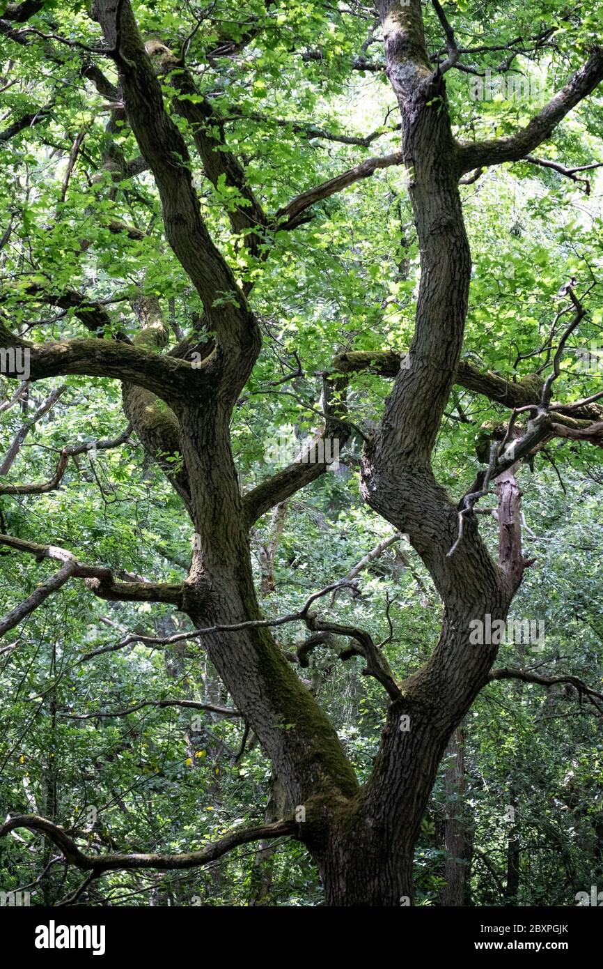 Ancient twisted trees in a Warwickshire forest, Studley, UK Stock Photo ...