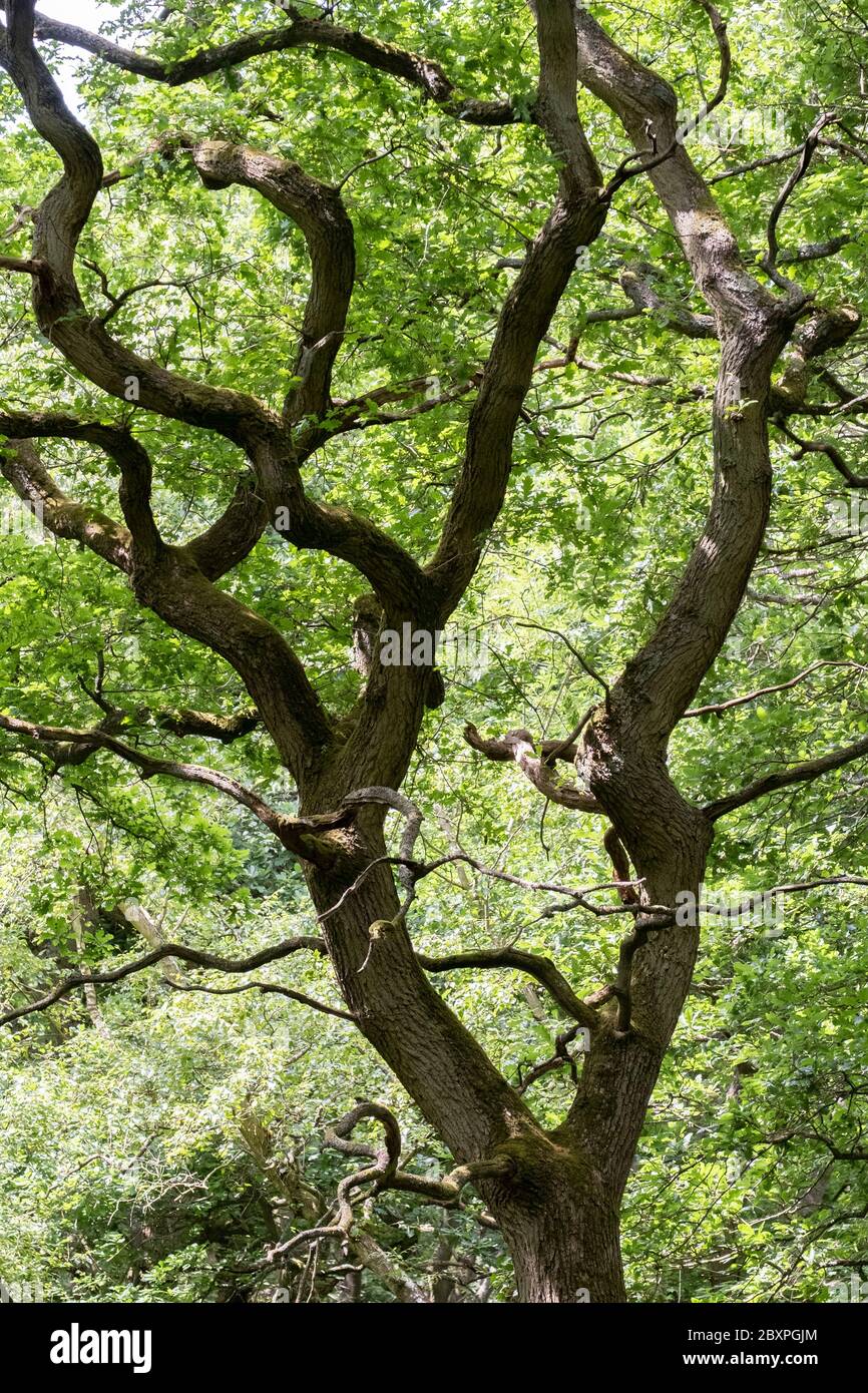Ancient twisted trees in a Warwickshire forest, Studley, UK Stock Photo ...