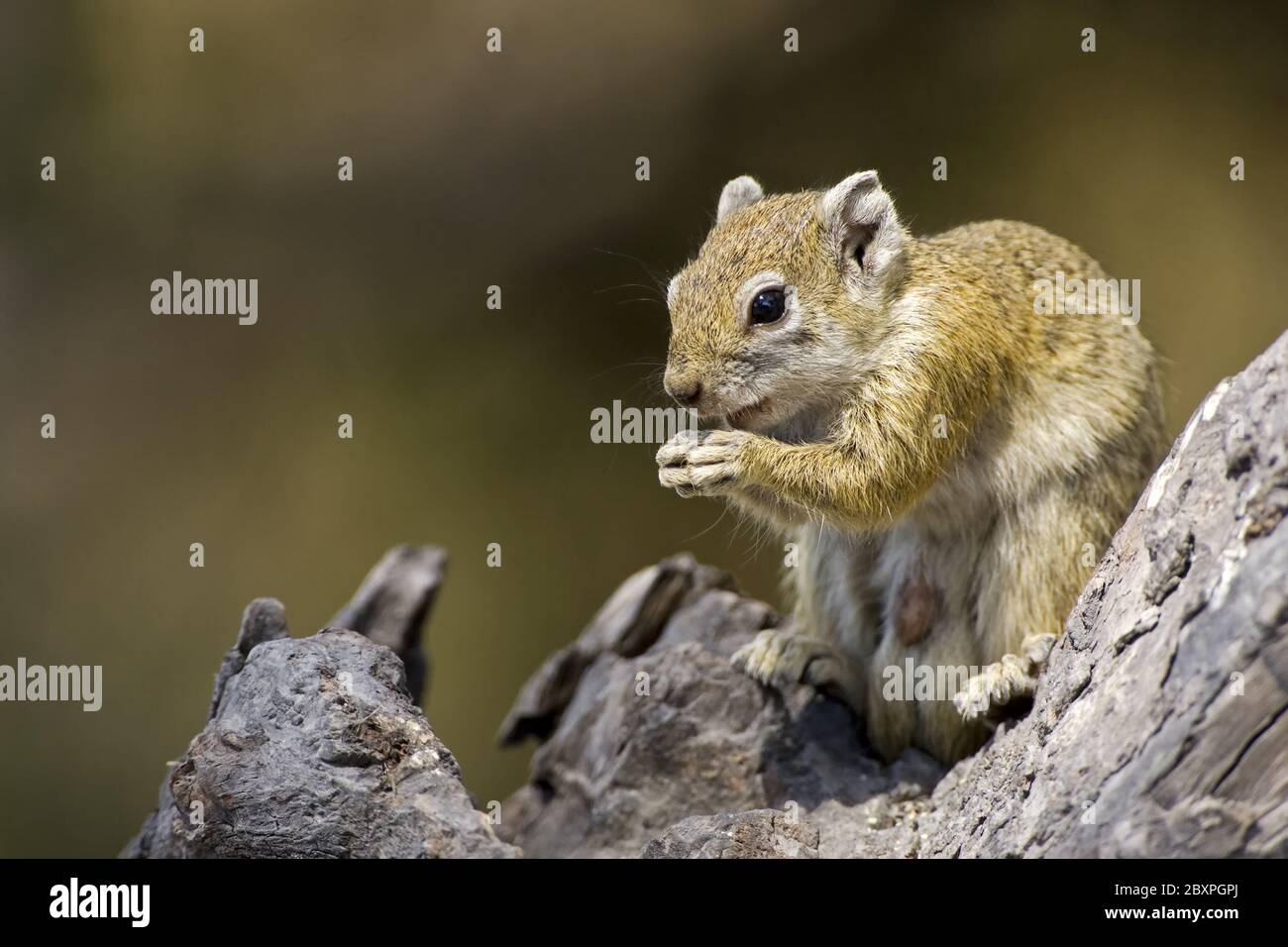 Tree squirell or Smith's Bush Squirrel, Moremi Wildlife Reserve ...