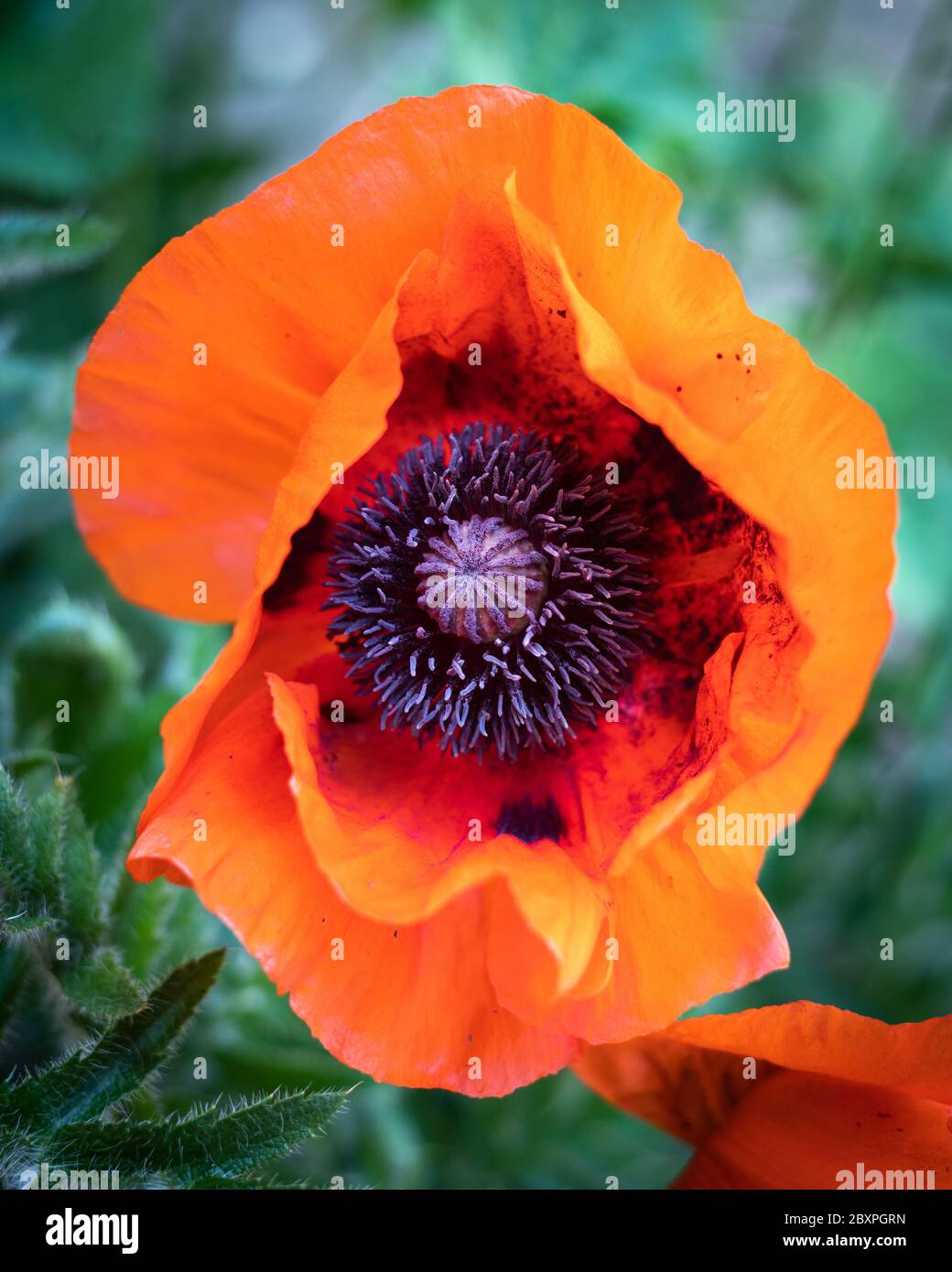 Poppy head hi-res stock photography and images - Alamy