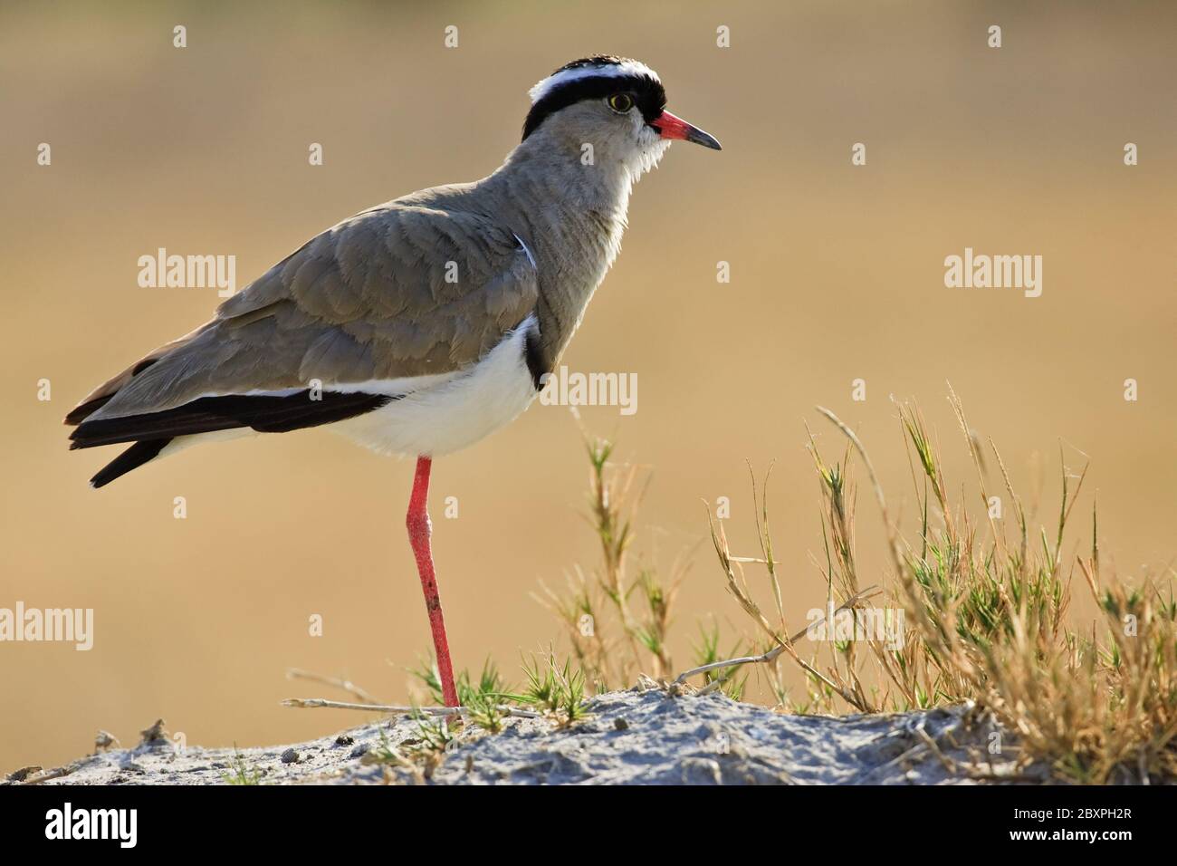 Crowned Lapwing, Crowned Plover, Moremi Wildlife Reserve, Okavango ...