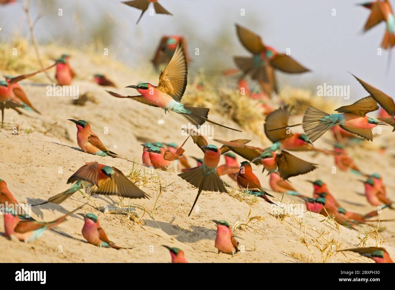 Carmine bee eater botswana hi-res stock photography and images - Alamy