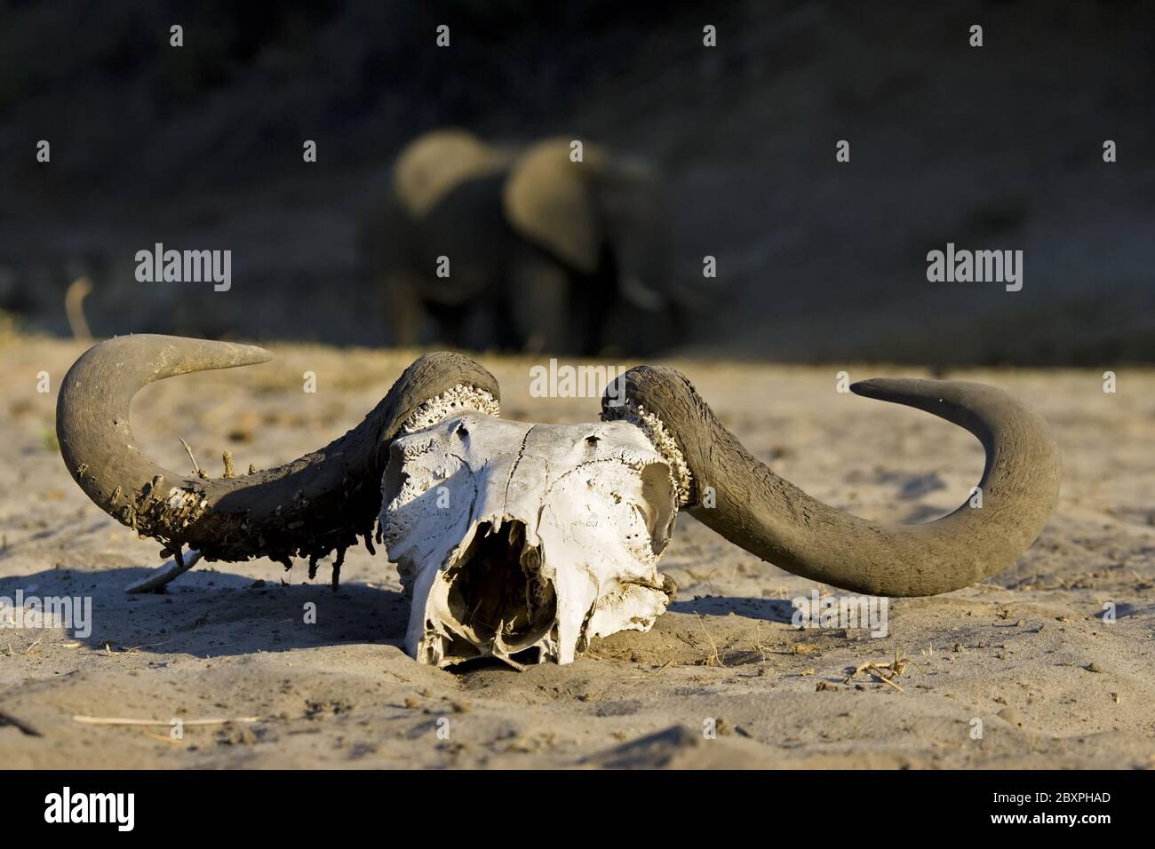 Buffalo skeleton hi-res stock photography and images - Alamy