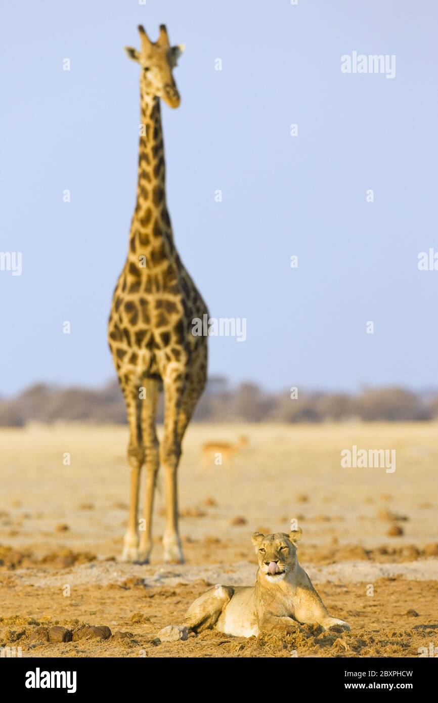 Springbok lion prey hi-res stock photography and images - Alamy