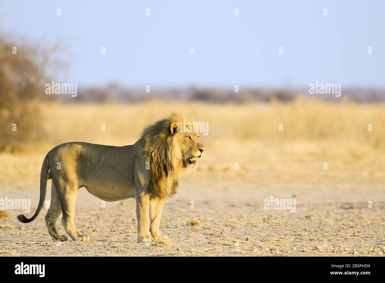 Springbok lion prey hi-res stock photography and images - Alamy