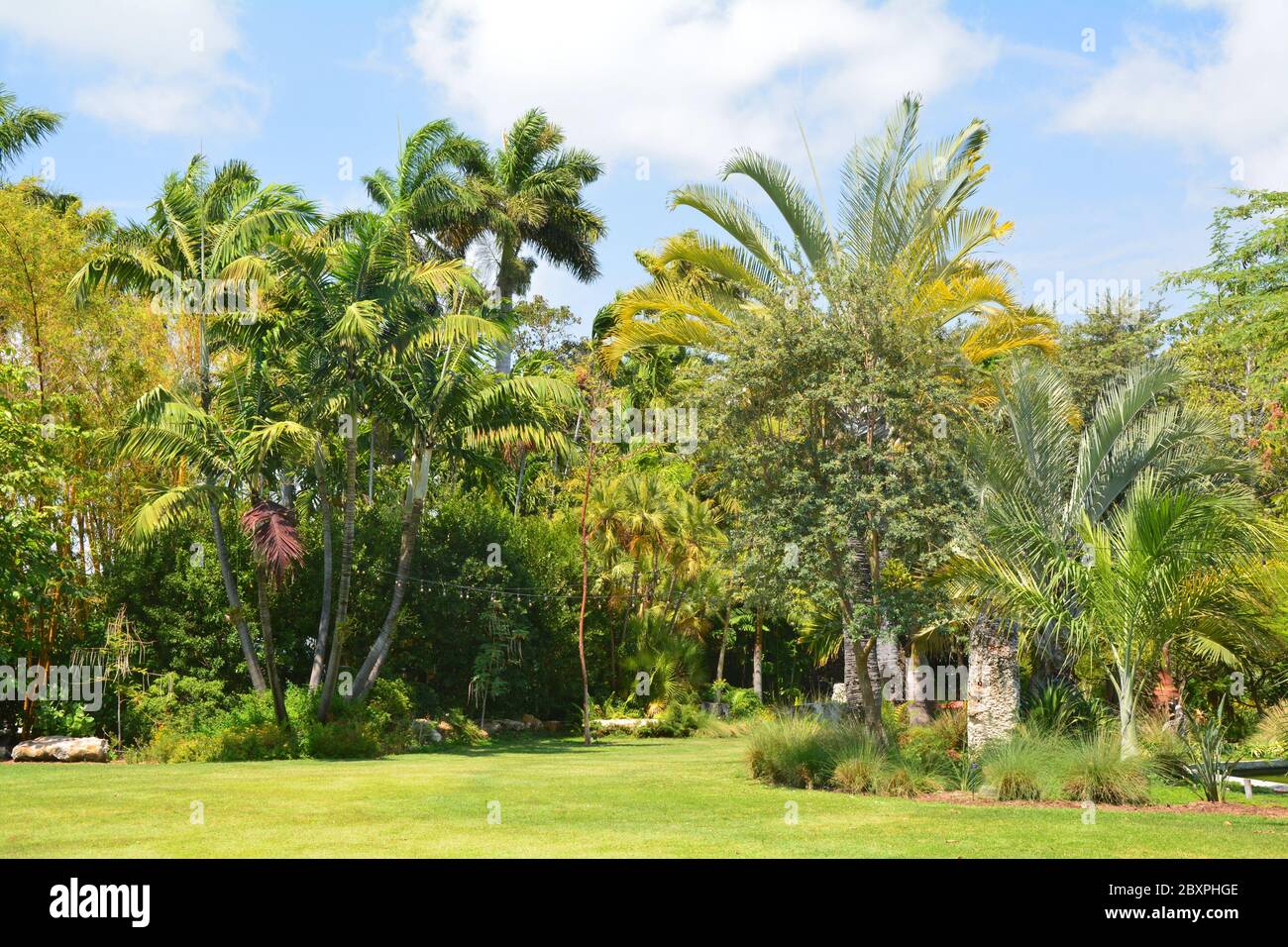 Beautiful natural tropical garden. Palm trees Stock Photo - Alamy