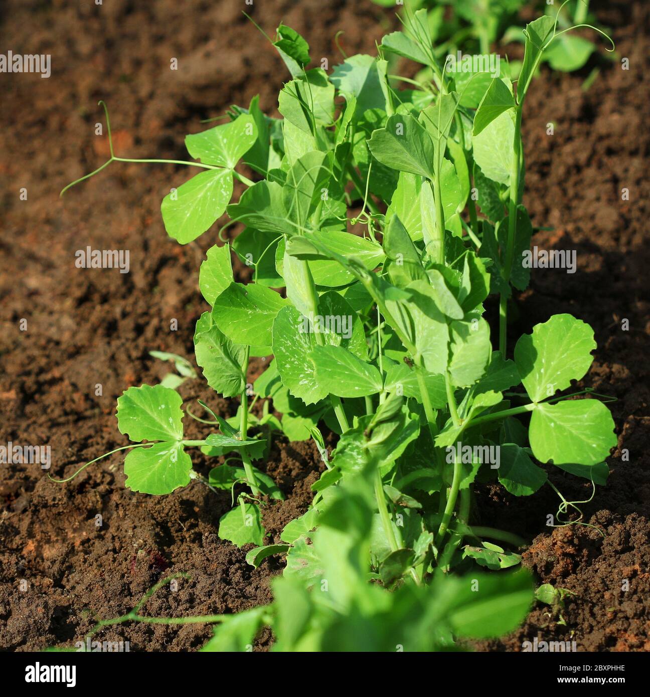 Fresh, growing pea plant seedling on garden bed Stock Photo - Alamy
