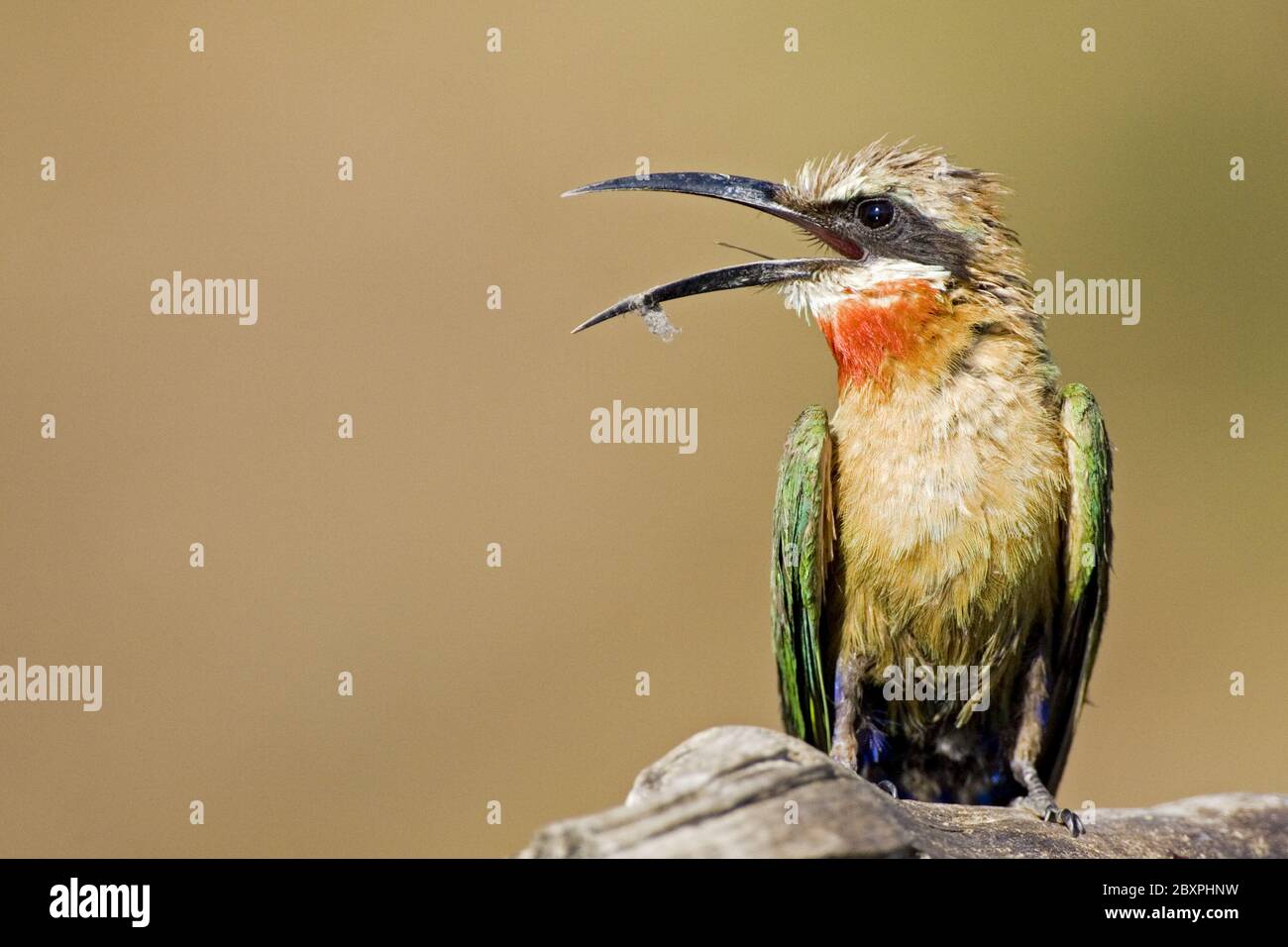 White-fronted Bee-eater, Botswana, Africa Stock Photo - Alamy