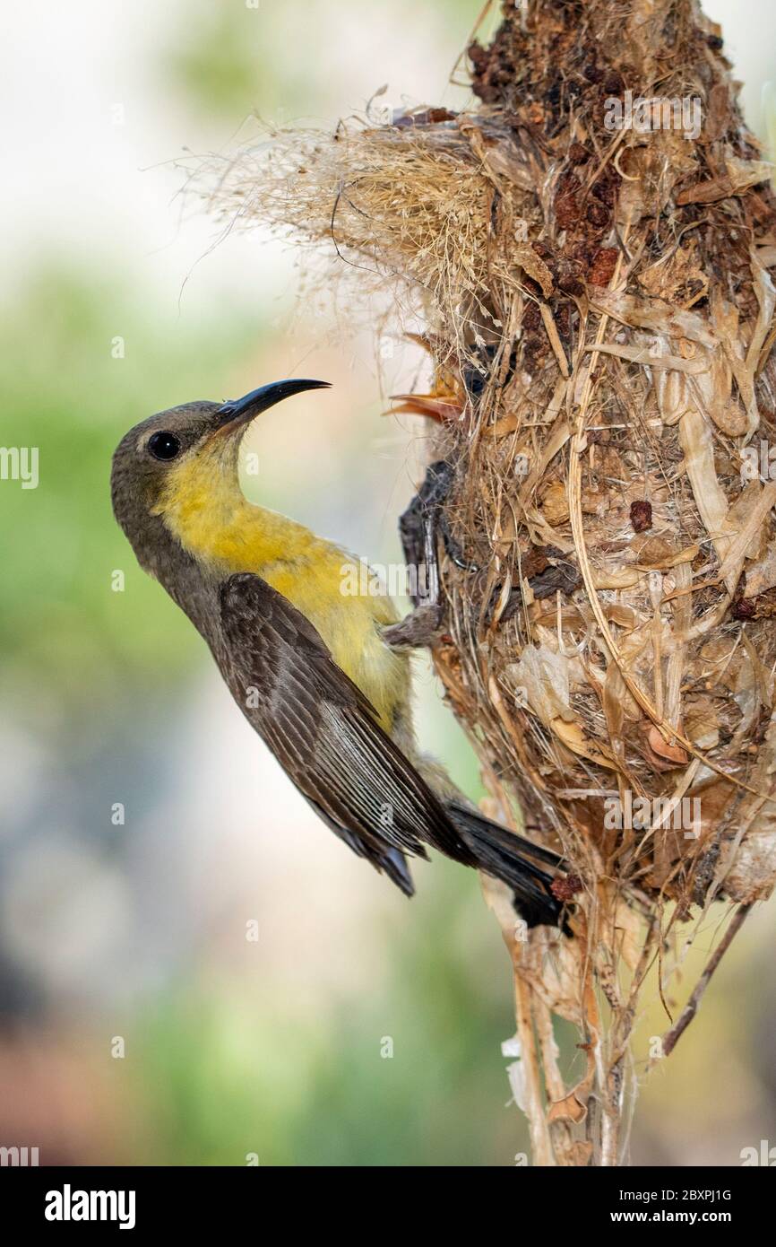 Image of Purple Sunbird (Female) feeding baby bird in the bird's nest ...