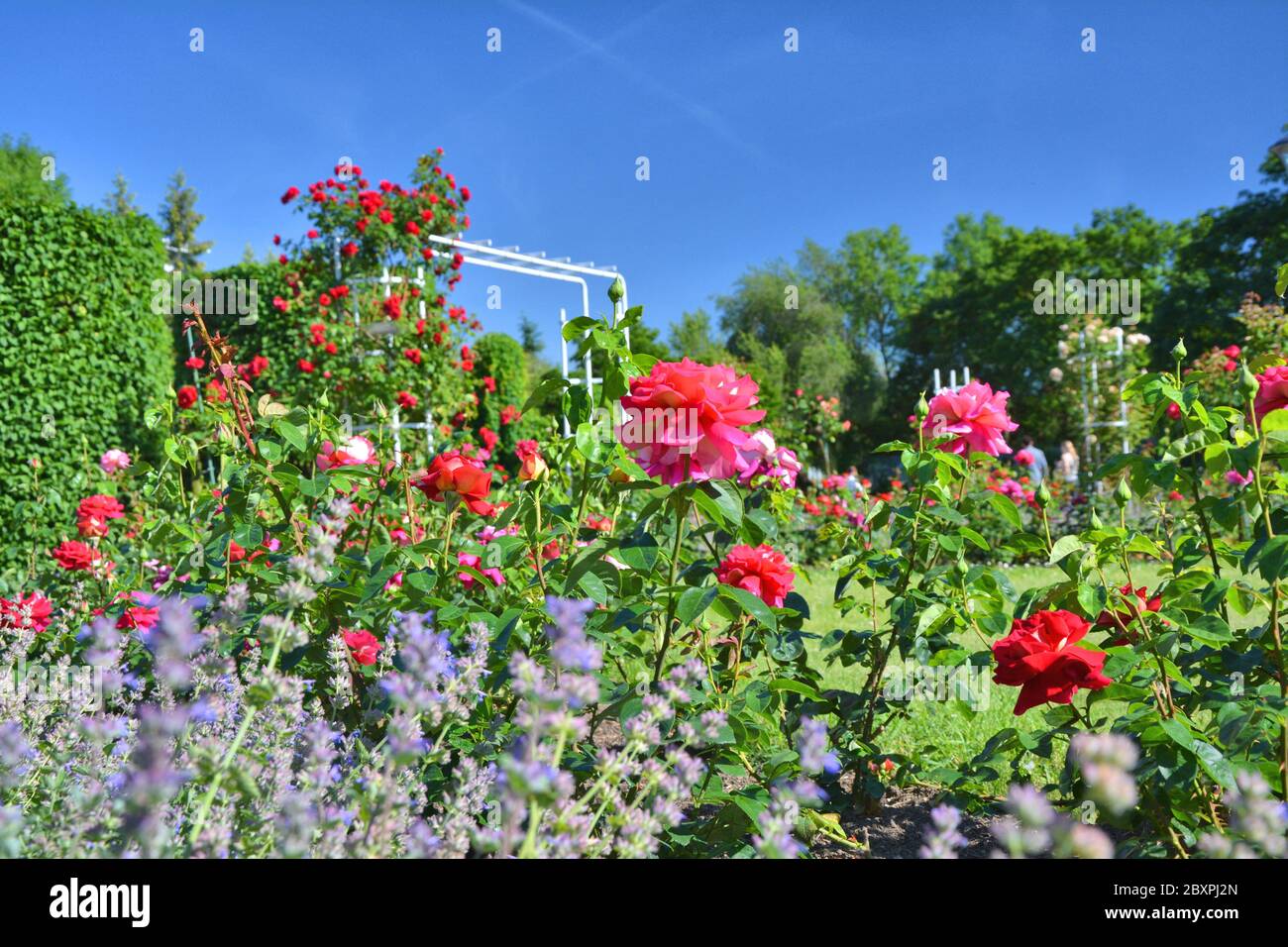 Beautiful colorful rose garden Stock Photo - Alamy