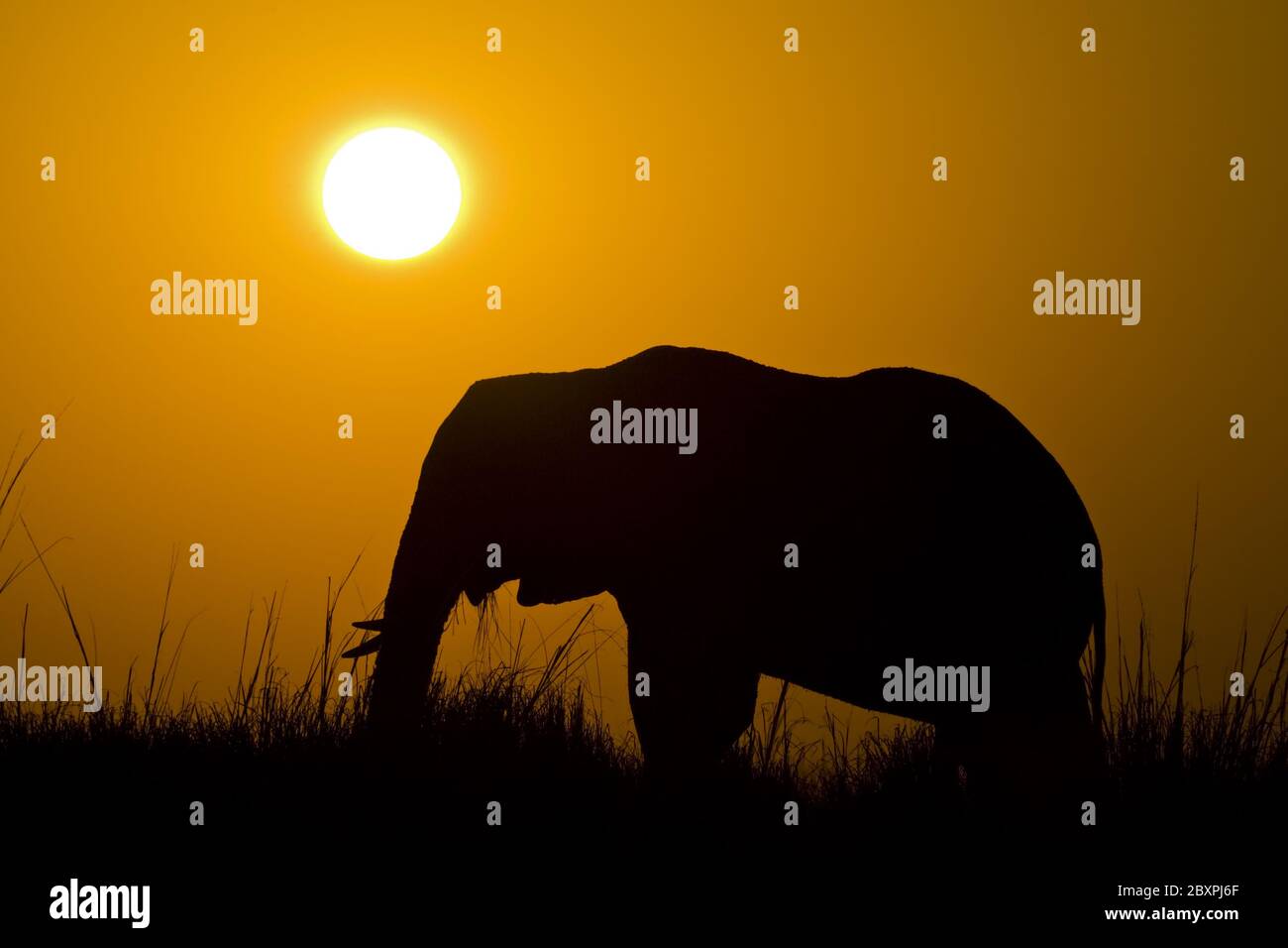 African Elephants, Chobe River, Chobe National Park, Botswana, Africa ...