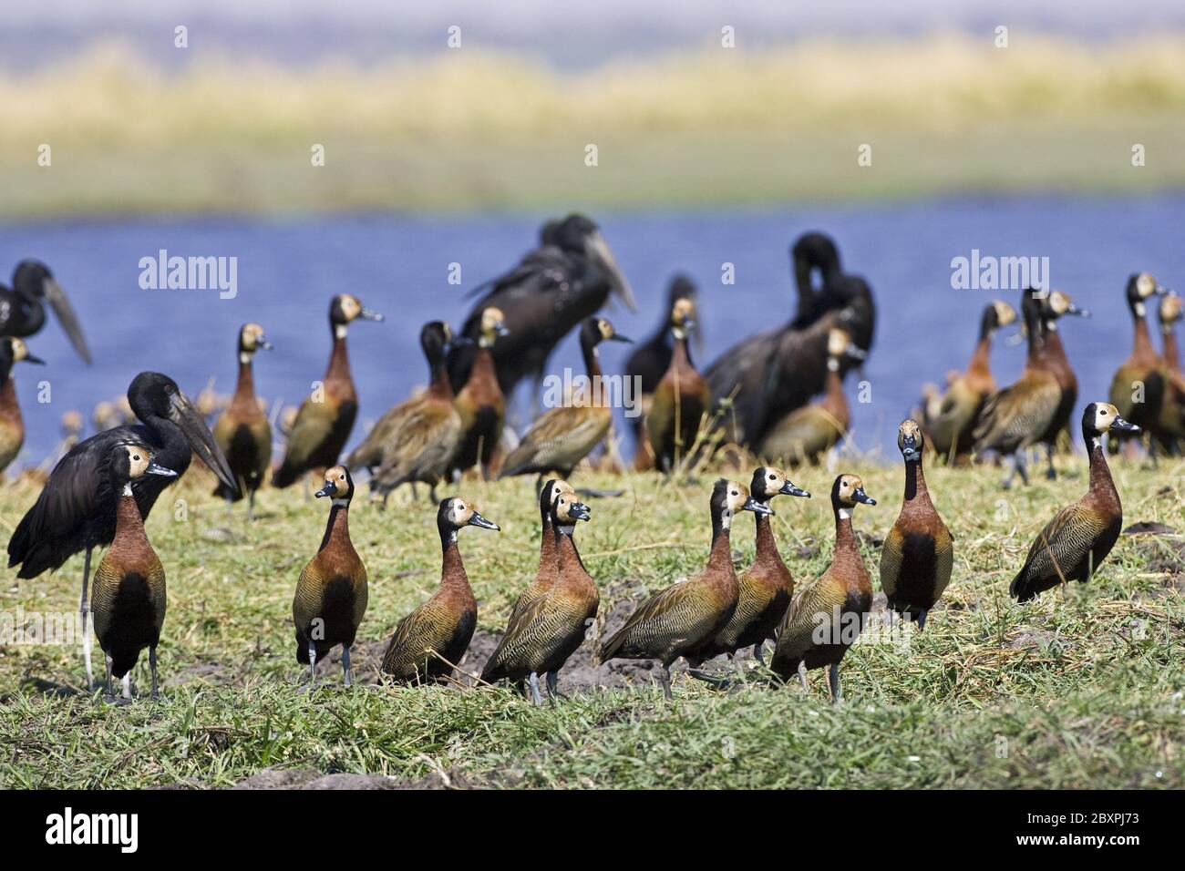 Whistling_duck hi-res stock photography and images - Alamy