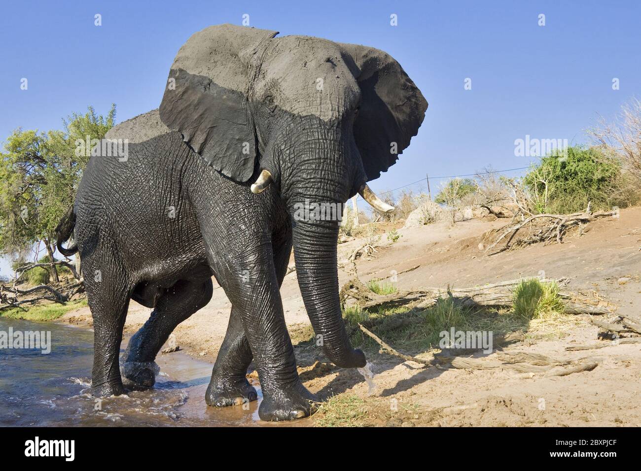 African Elephants, Chobe River, Chobe National Park, Botswana, Africa ...