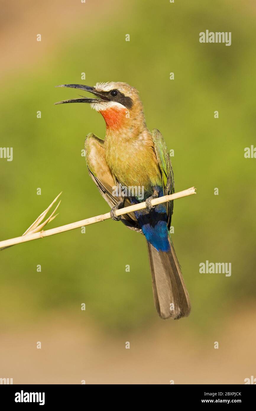 White-fronted Bee-eater, Botswana, Africa Stock Photo - Alamy