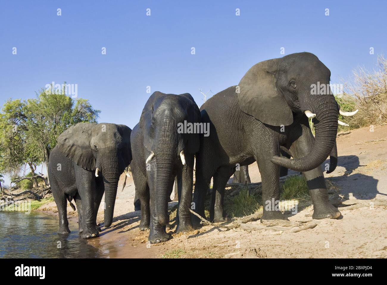 African Elephants, Chobe River, Chobe National Park, Botswana, Africa ...