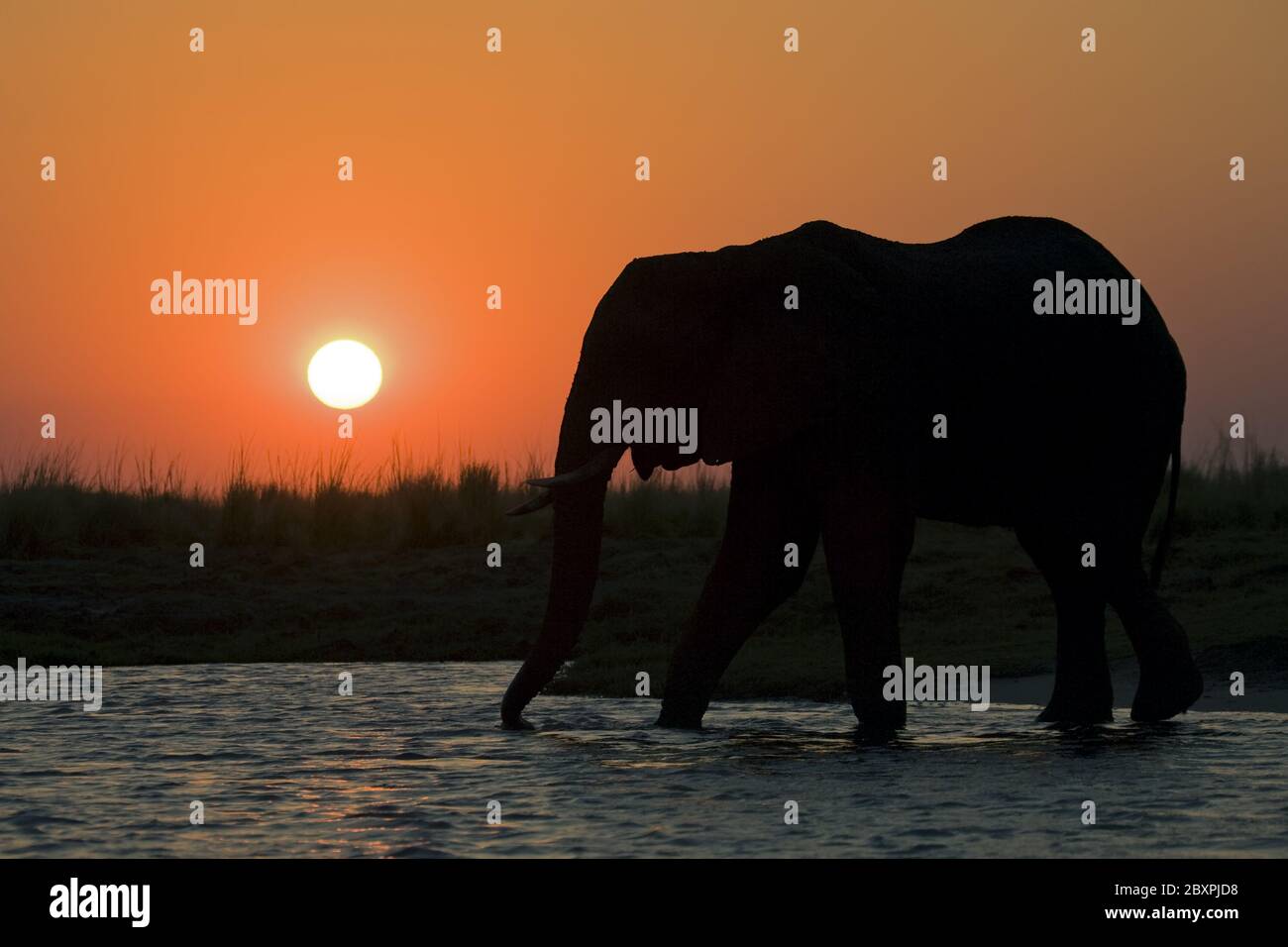 African Elephants, Chobe River, Chobe National Park, Botswana, Africa ...