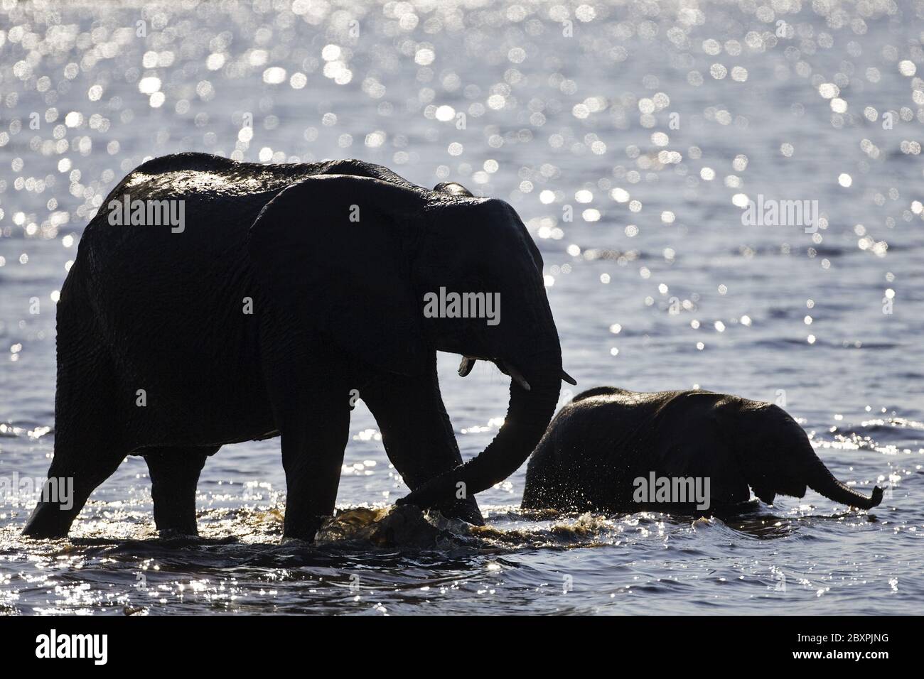 African Elephants, Chobe River, Chobe National Park, Botswana, Africa ...