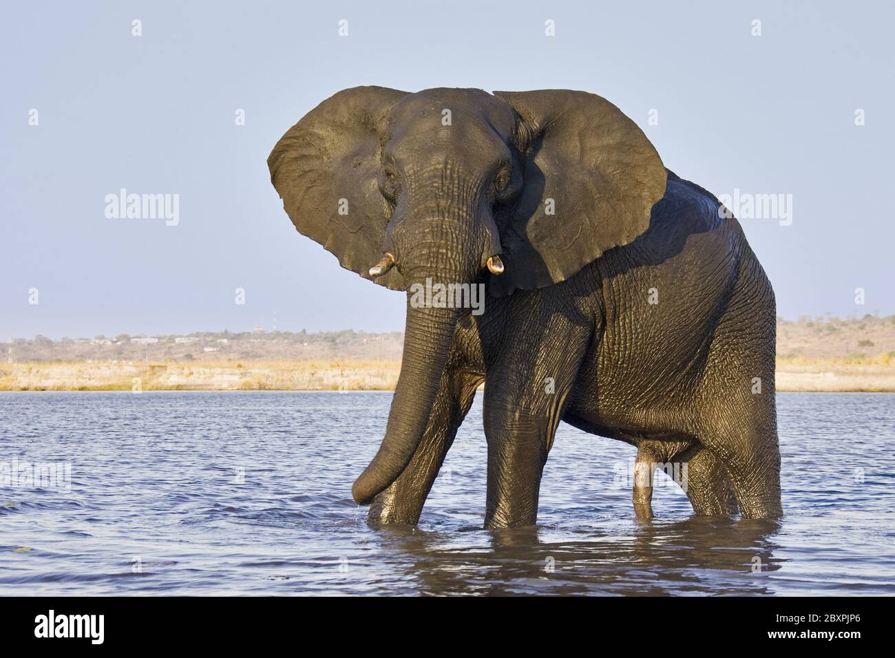 African Elephants, Chobe River, Chobe National Park, Botswana, Africa ...