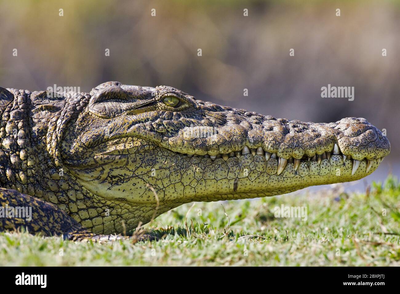 Nile crocodile face hi-res stock photography and images - Alamy