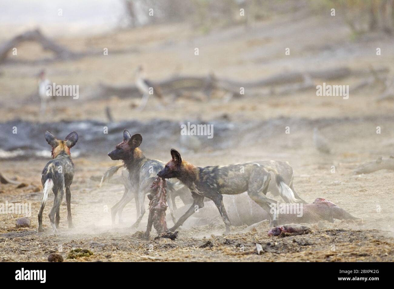 Wilddogs eating hi-res stock photography and images - Alamy