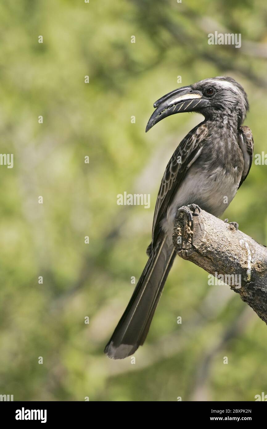 Tockus nasutus hi-res stock photography and images - Alamy