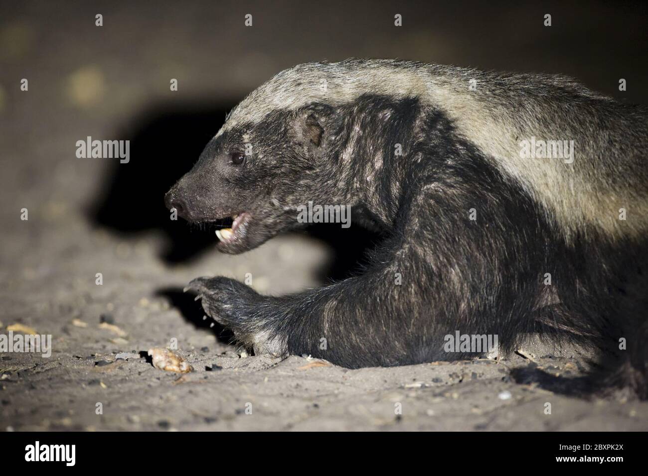 Honey Badger High Resolution Stock Photography and Images - Alamy
