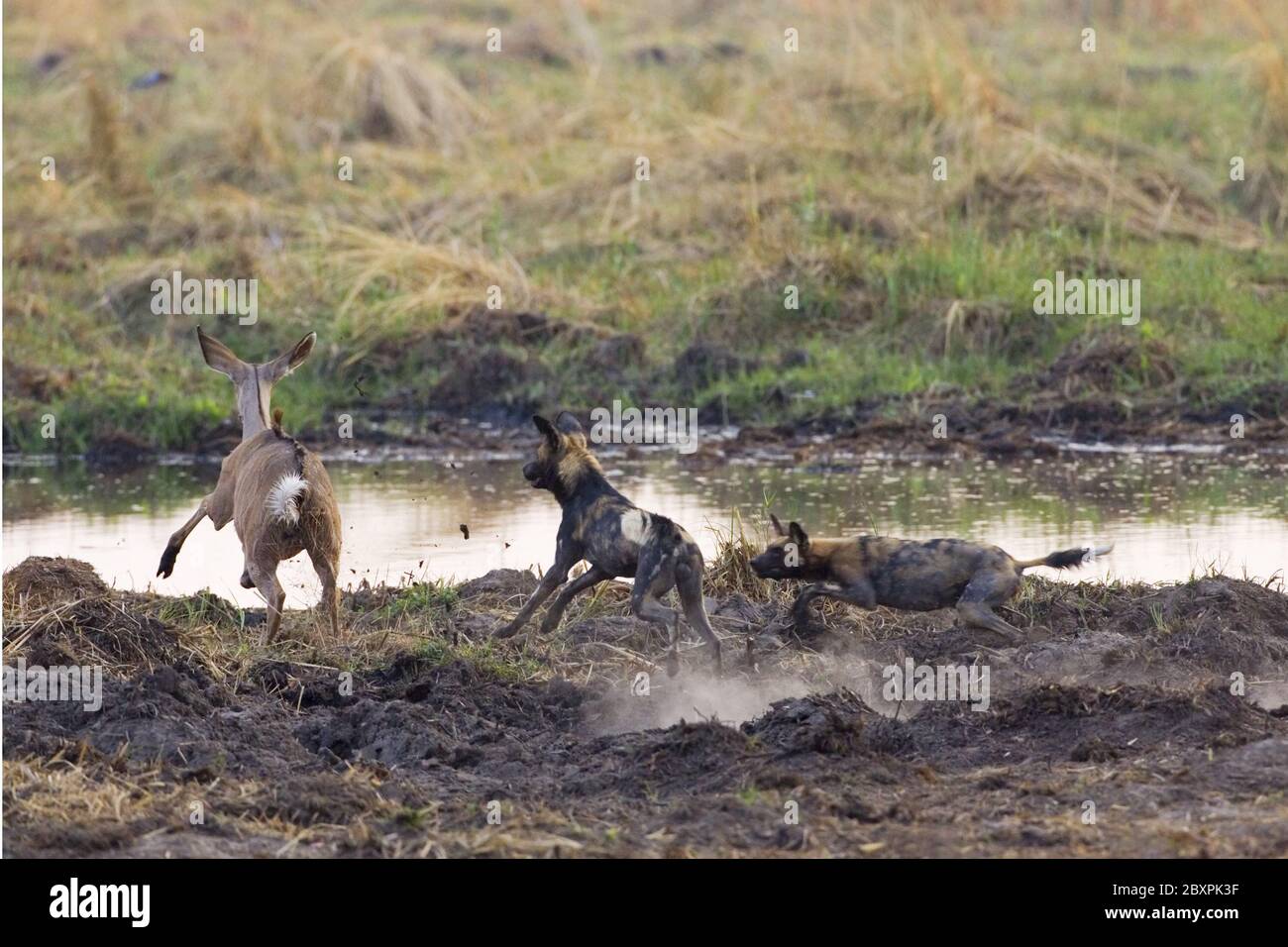 Wolf hunting prey hi-res stock photography and images - Alamy