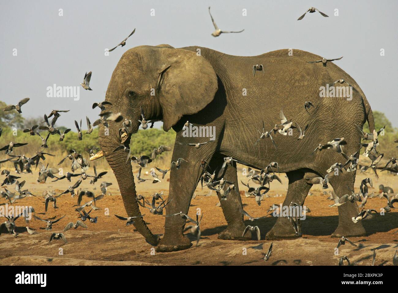 African elep hi-res stock photography and images - Alamy