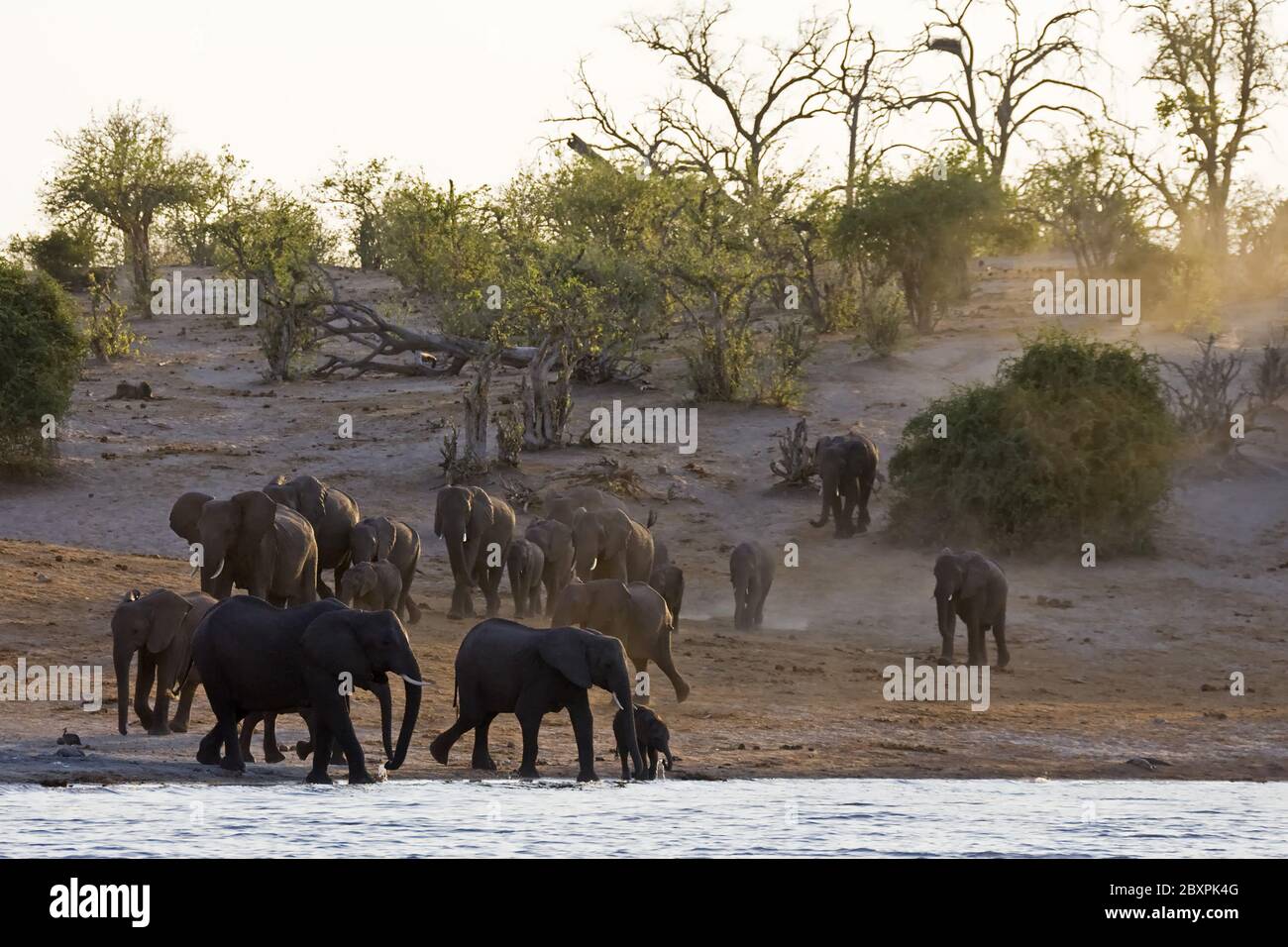 African Elephants, Chobe River, Chobe National Park, Botswana, Africa ...