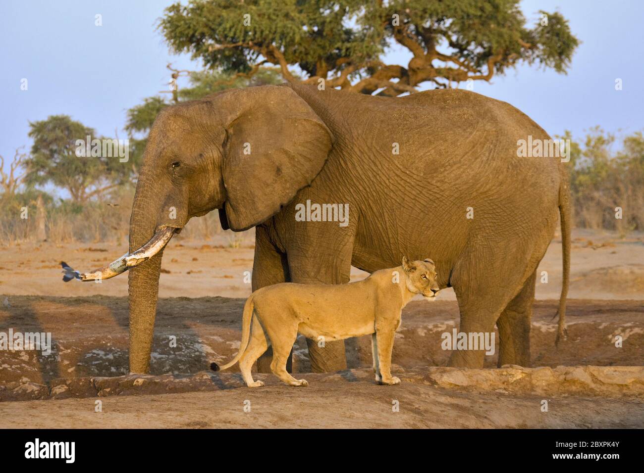 African lions and elephants hi-res stock photography and images - Alamy