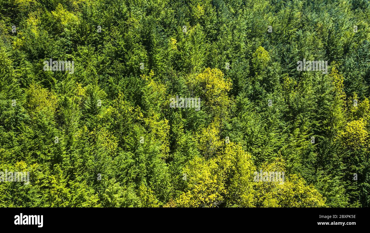 Aerial top down view of spring forest with green pine trees in Madeira ...