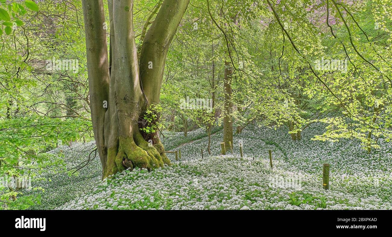 Ancient woodland with wild Ramsons ground flora in spring Stock Photo ...
